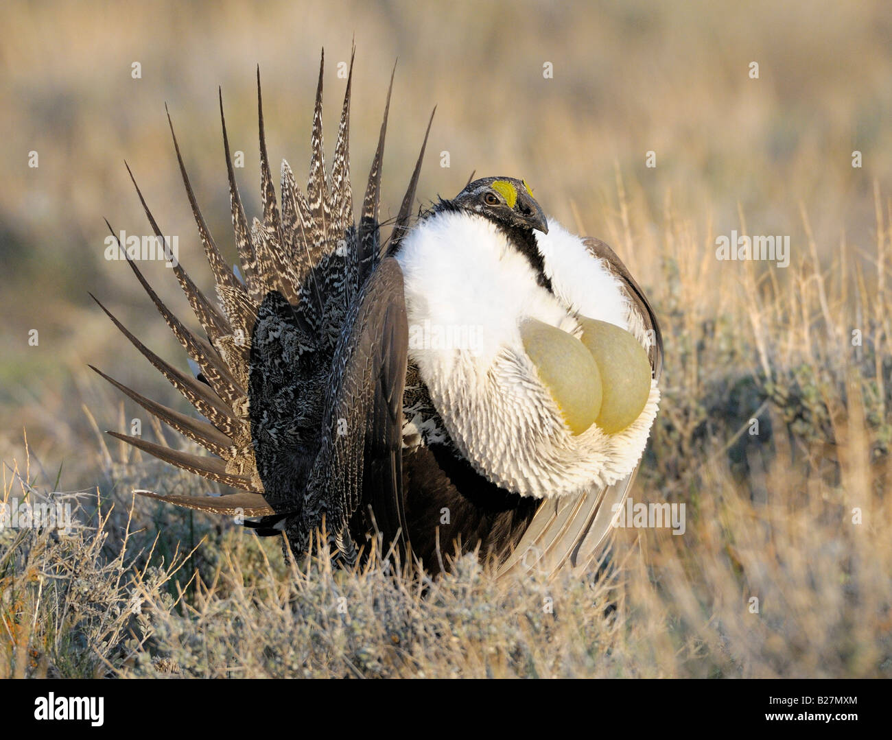 Sage grouse lekking hi-res stock photography and images - Alamy