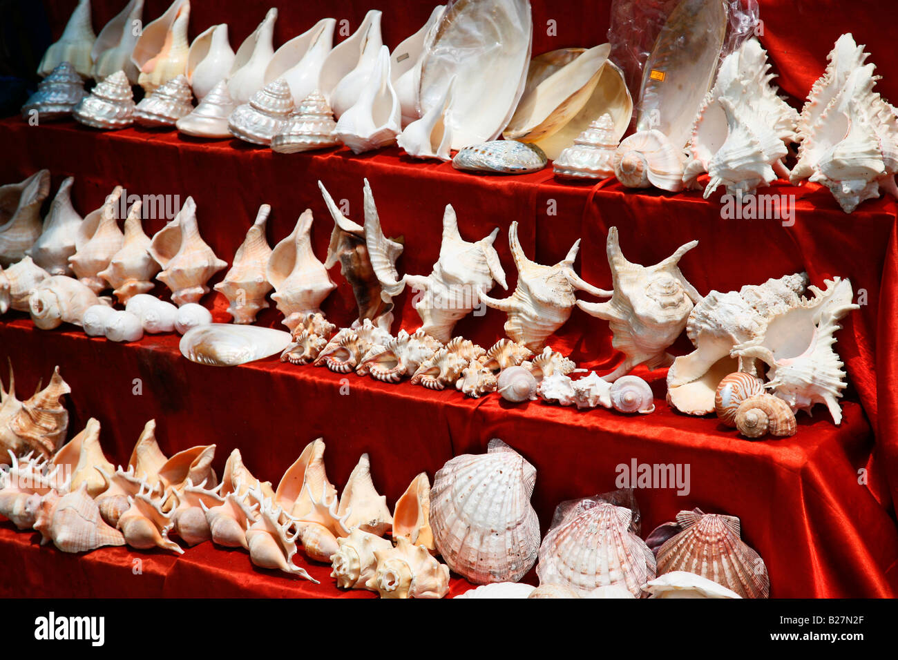 Kerala sea shells hi-res stock photography and images - Alamy
