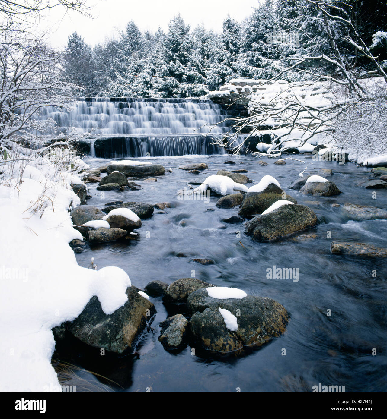 North american hickory tree hi-res stock photography and images - Alamy