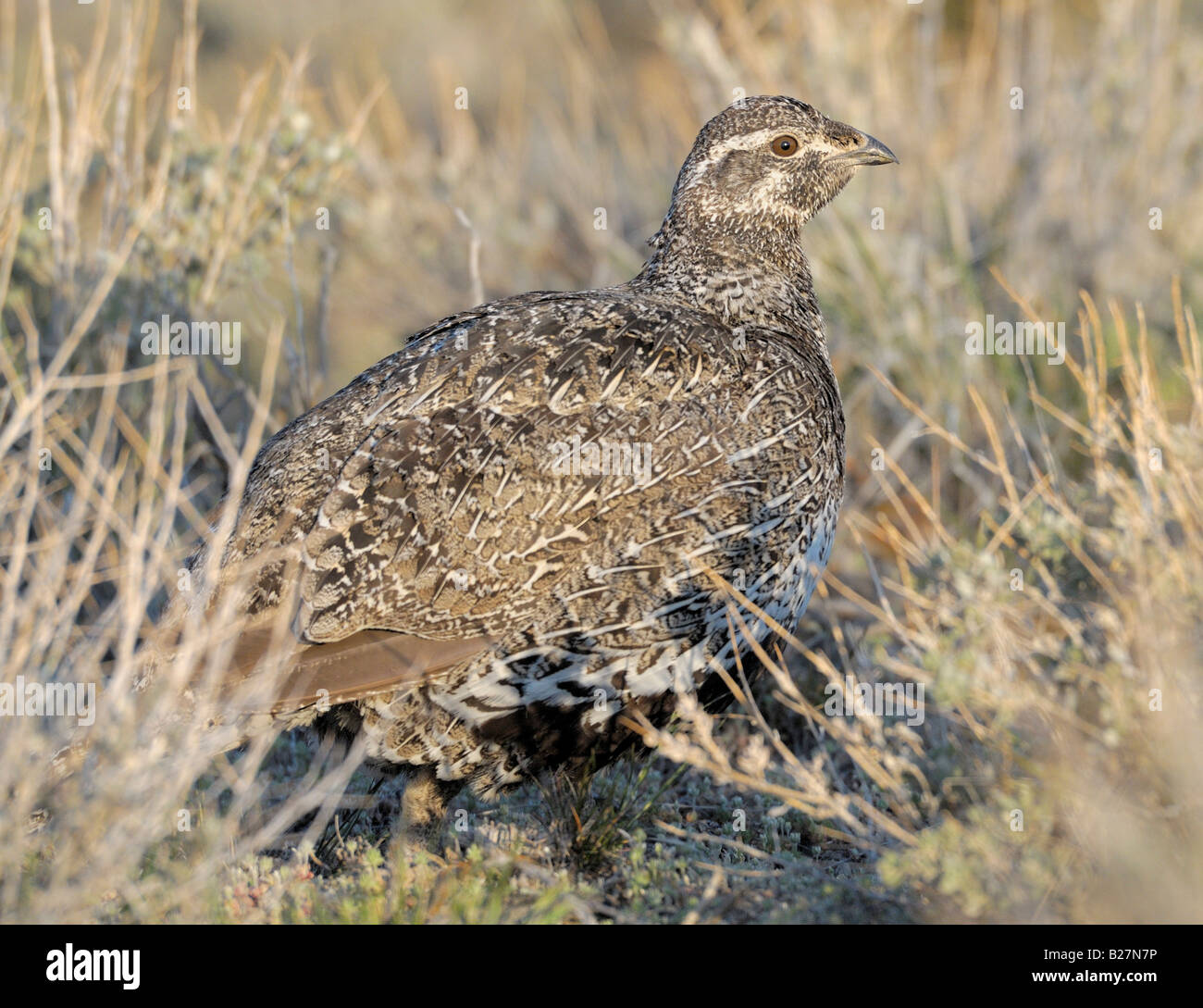 Greater Sage Grouse female on lek Murphy Idaho Stock Photo - Alamy