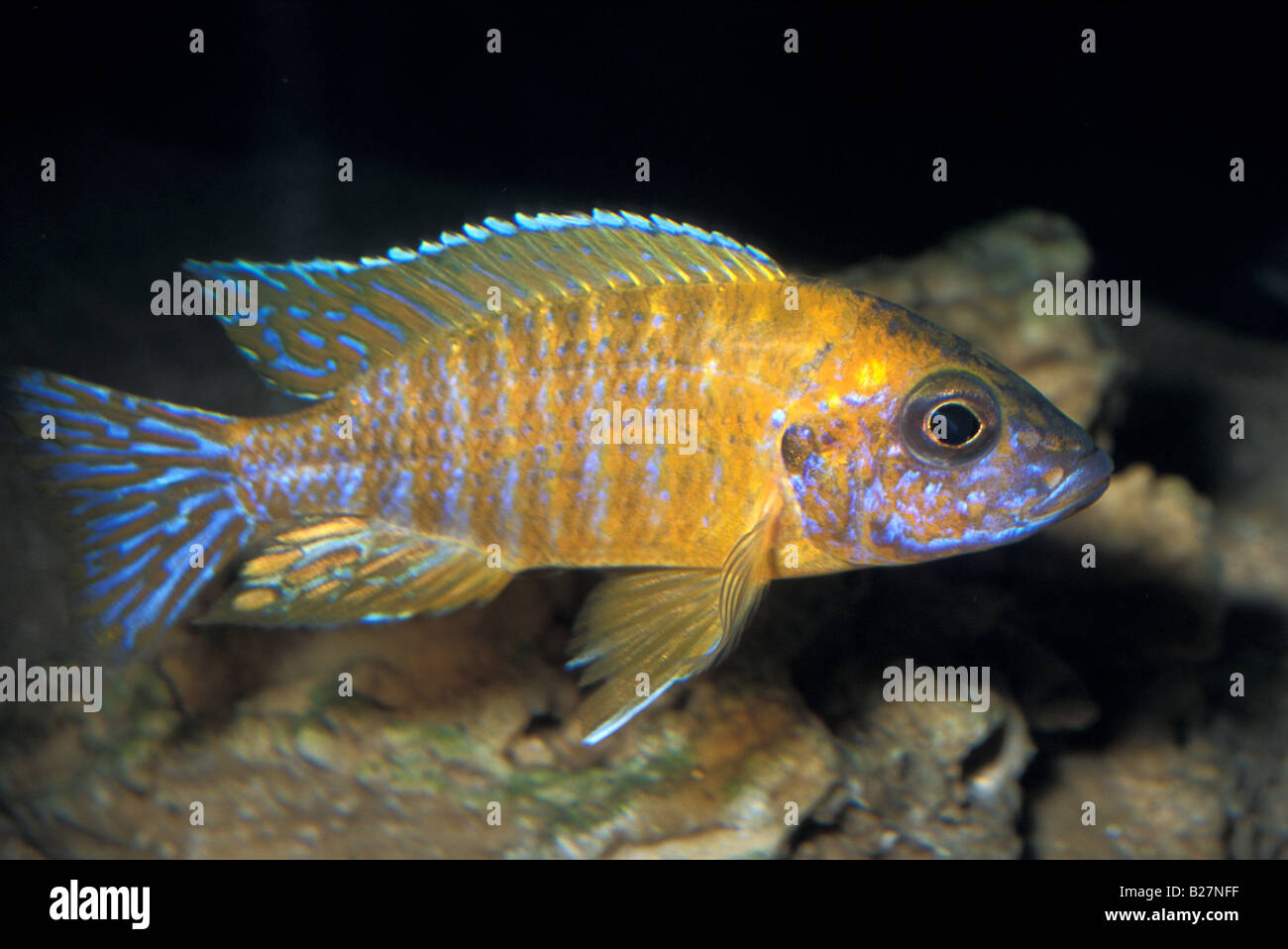 Aulonocara baenshi, Malawi Peacock, Malawi Lake cichlid, Africa Stock ...