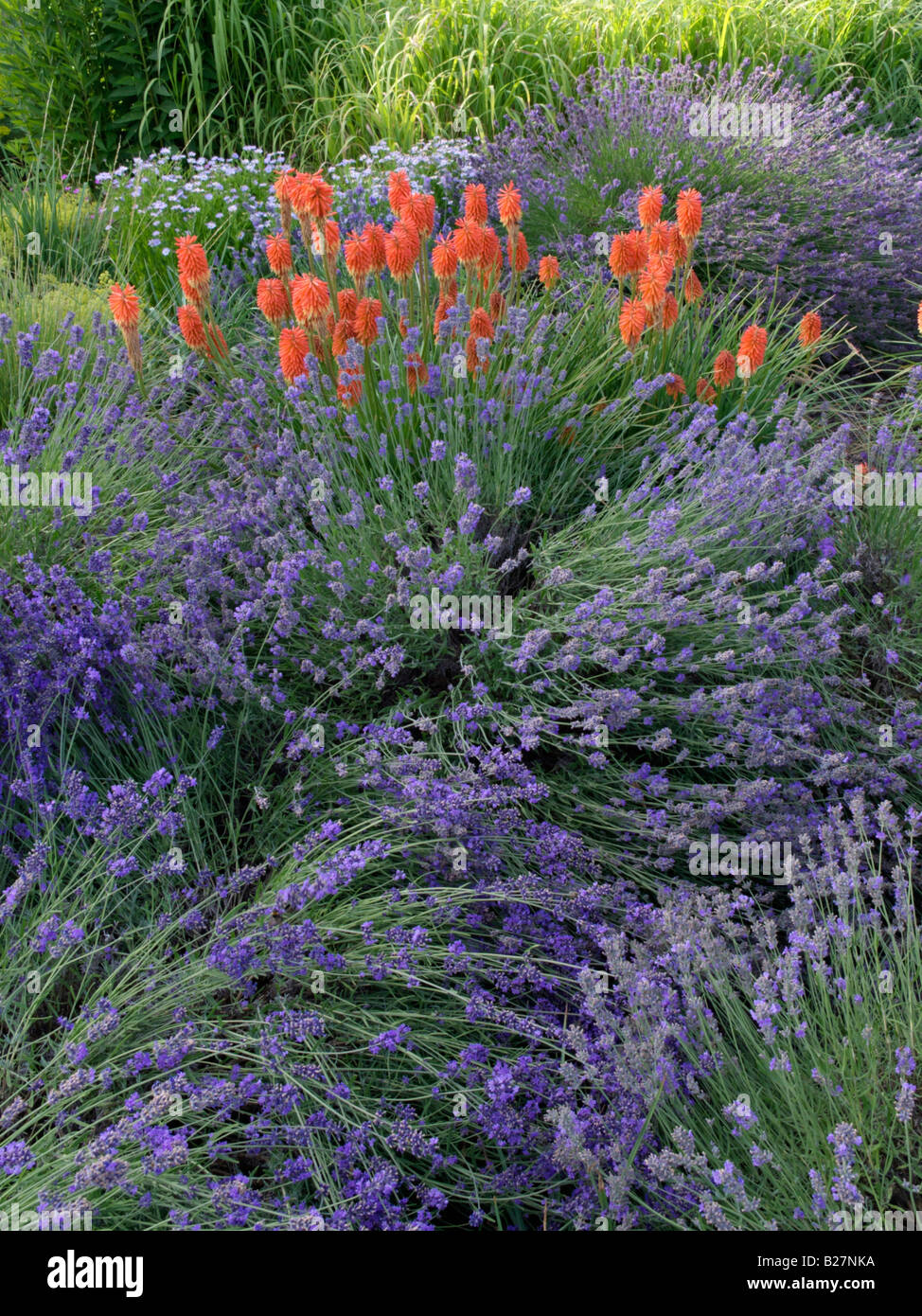 Common lavender (Lavandula angustifolia) and torch lily (Kniphofia ...