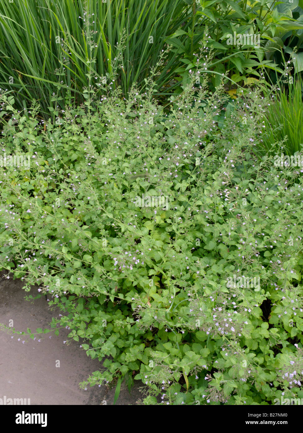 Lesser calamint (Calamintha nepeta 'Blue Cloud' Stock Photo - Alamy