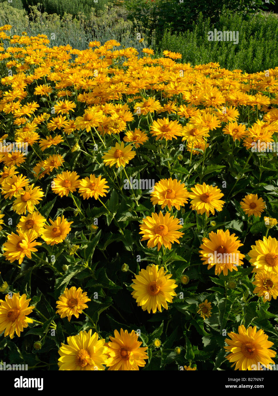 False sunflower (Heliopsis helianthoides Stock Photo - Alamy