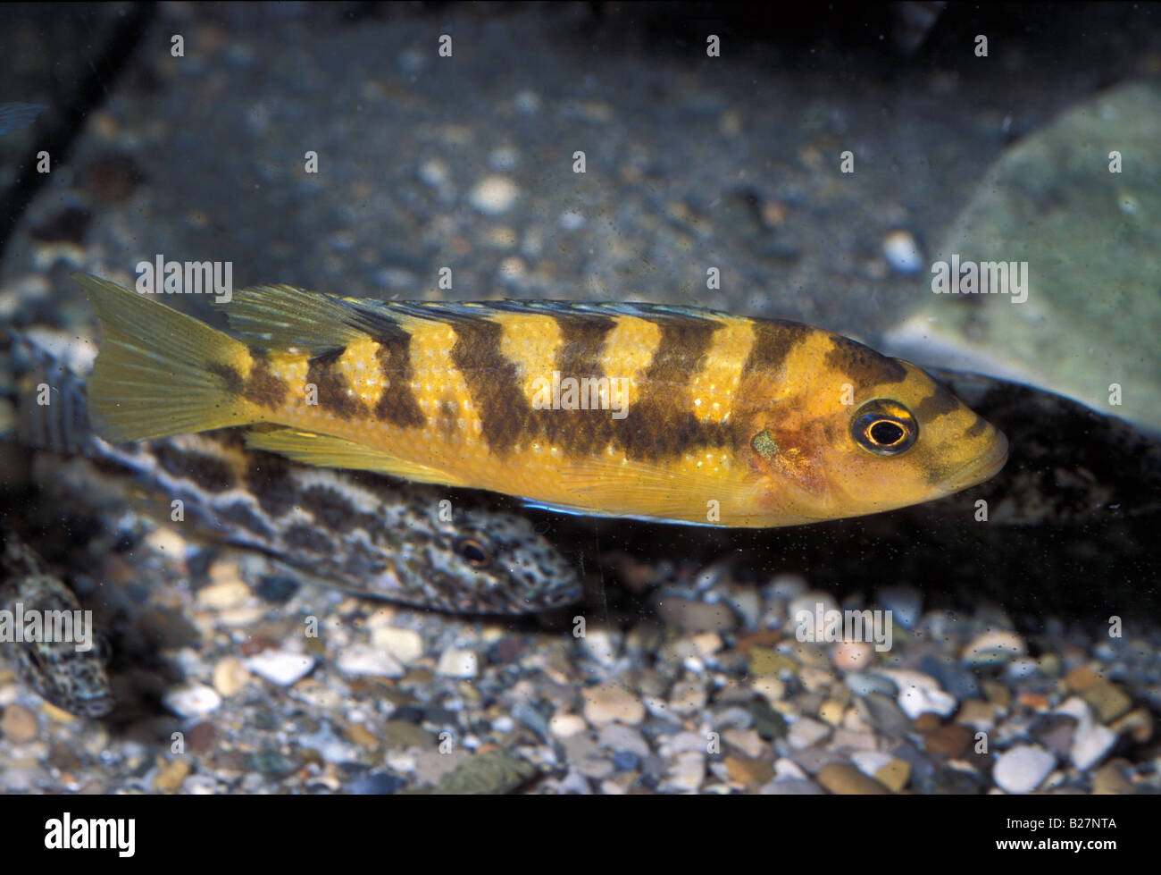 Pseudotropheus Crabro