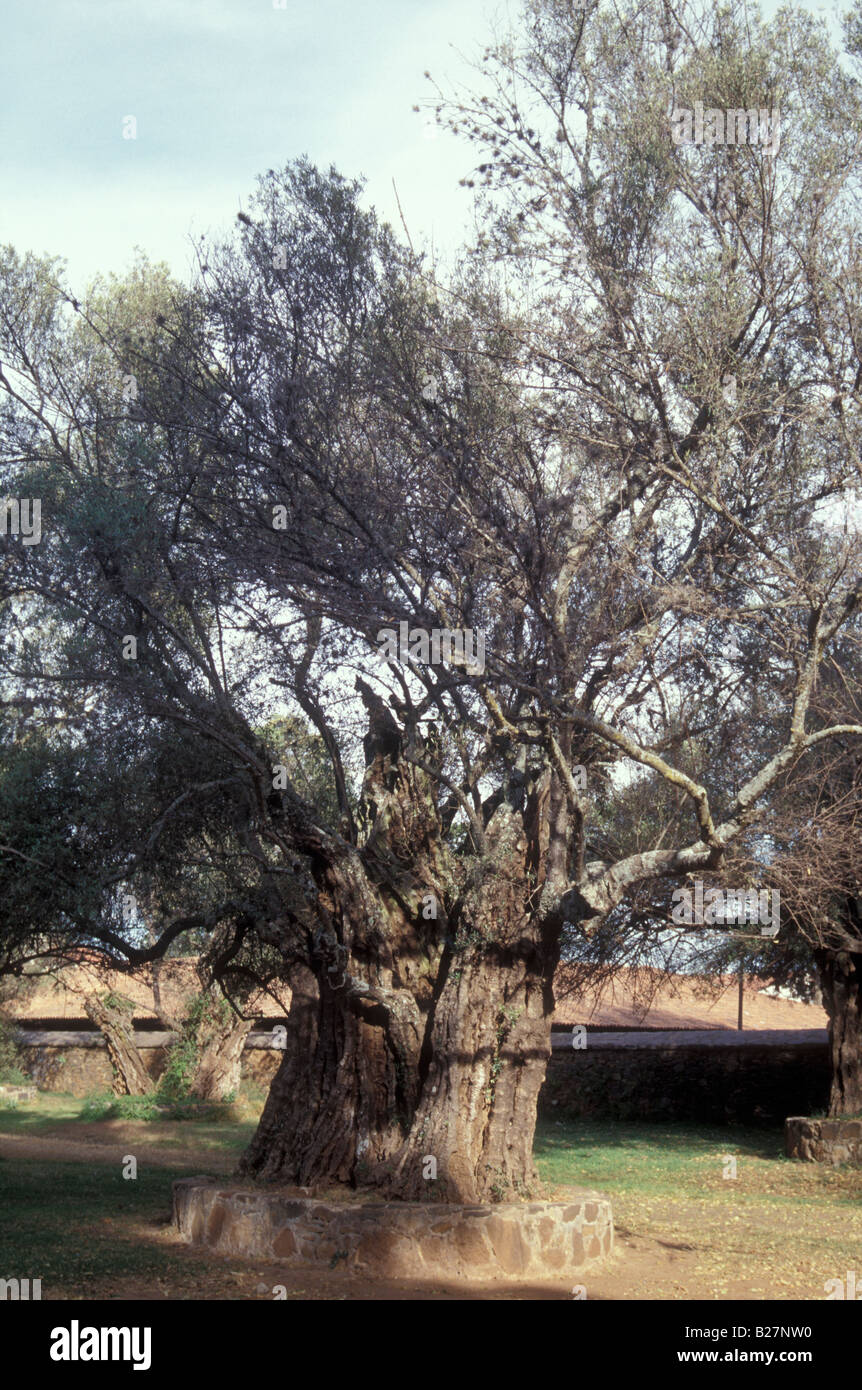 Ancient olive trees at the Ex Convento de San Francisco convent in ...