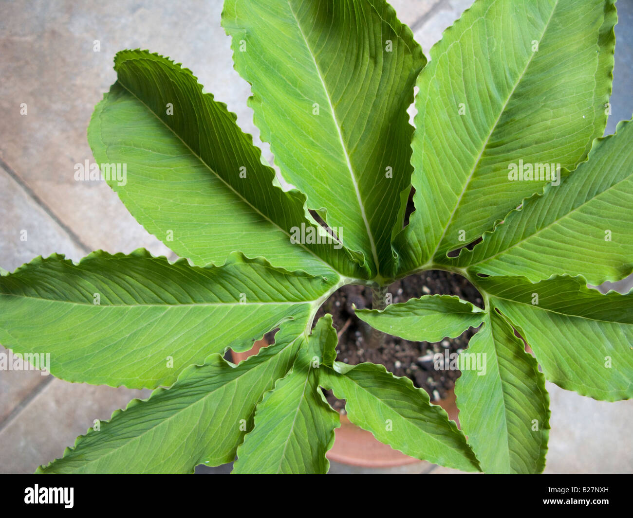 Sauromatum venosum hi-res stock photography and images - Alamy