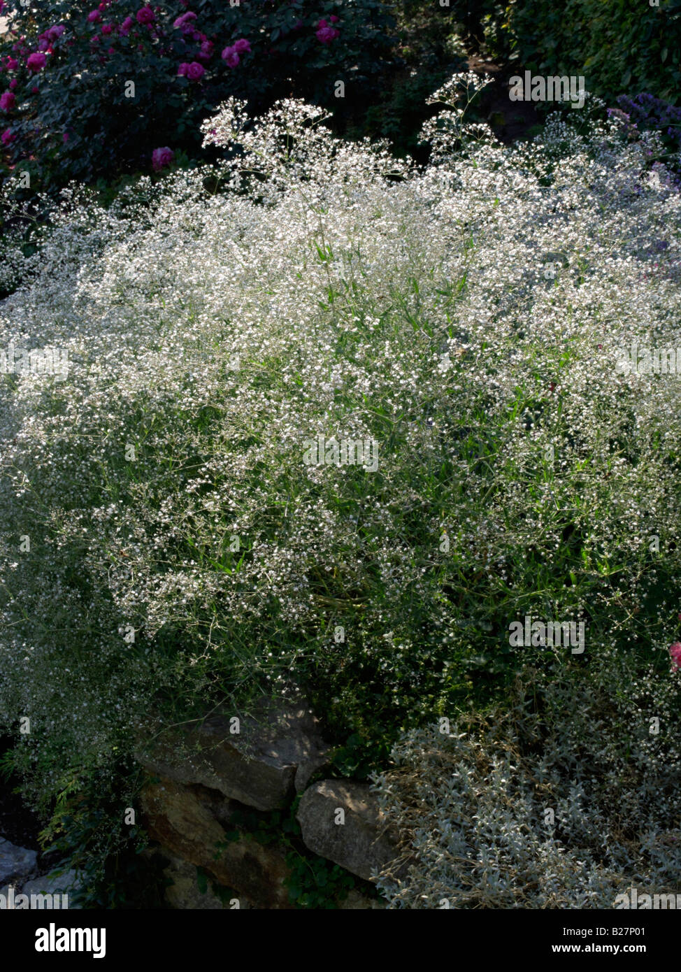 Gypsophila hi-res stock photography and images - Alamy