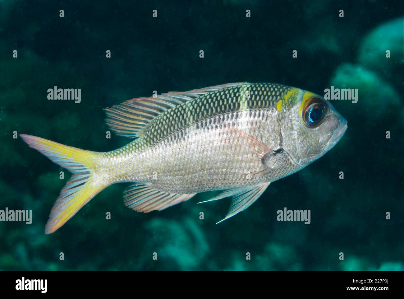 Gymnocranius hi-res stock photography and images - Alamy
