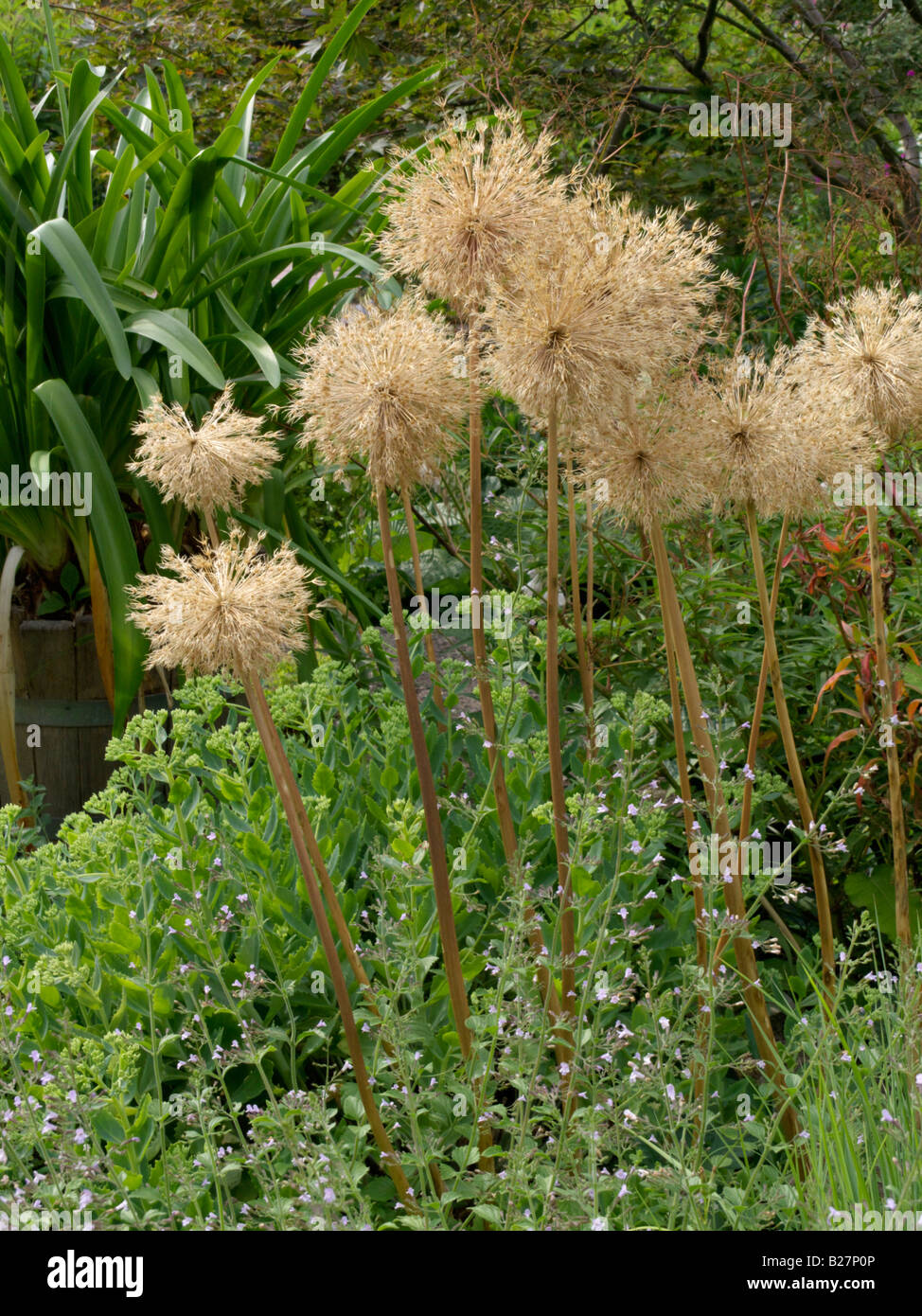 Giant allium (Allium Globemaster Stock Photo - Alamy