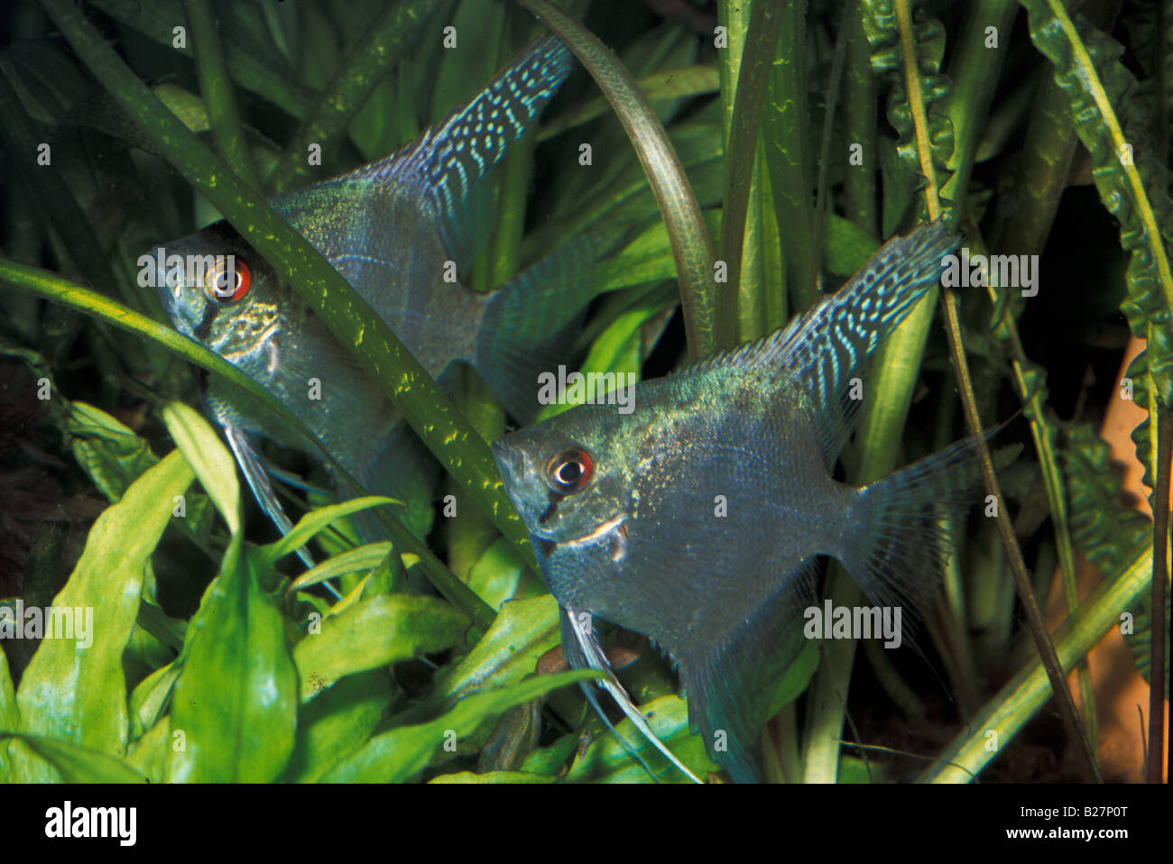 Pterophyllum scalare, Blue Diamond Angel Fish, South America Cichlid ...