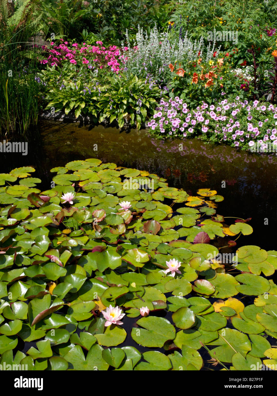 Water lilies (Nymphaea), phlox (Phlox), plantain lilies (Hosta ...