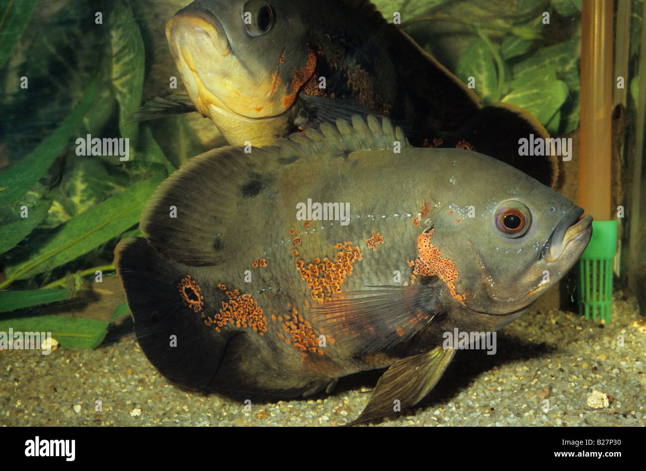 Astronotus Stock Photos & Astronotus Stock Images - Alamy