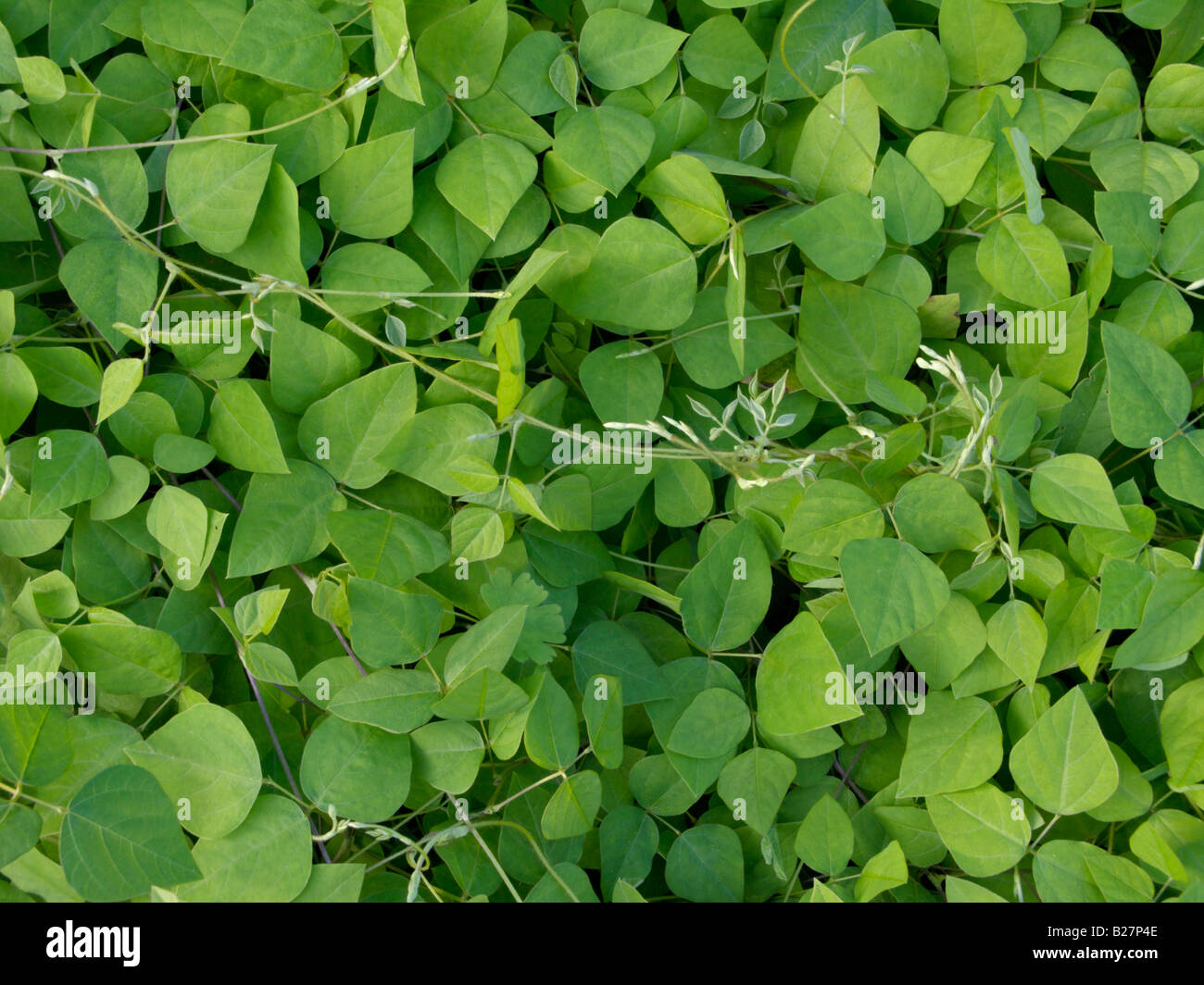 Hog peanut amphicarpaea bracteata hi-res stock photography and images ...