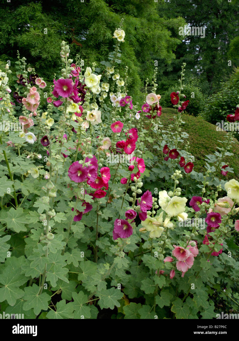 Alcea rosea plants hi-res stock photography and images - Alamy
