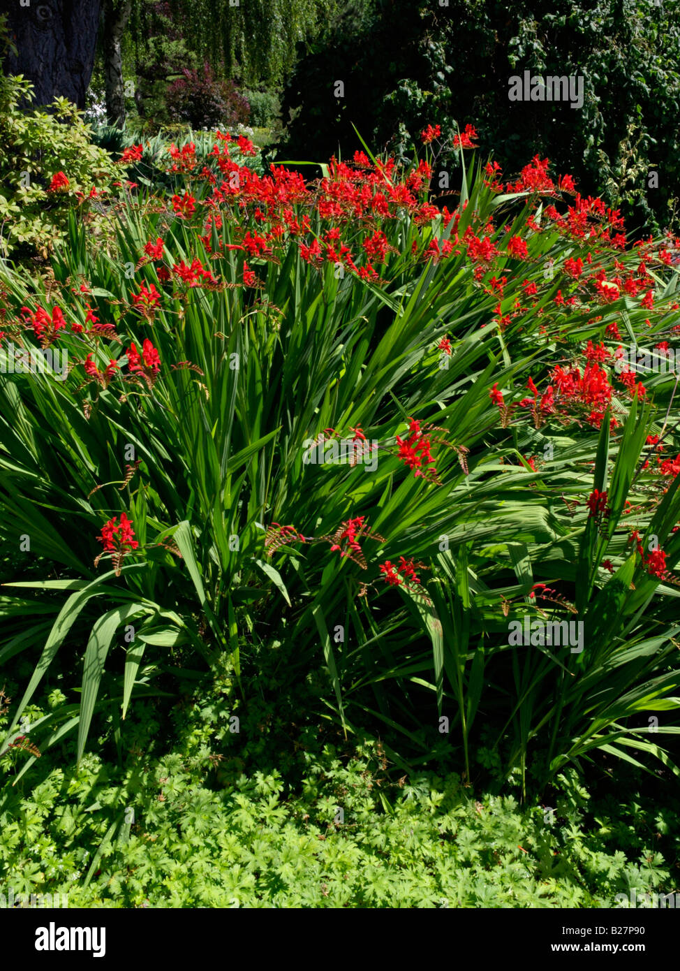 Montbretia hi-res stock photography and images - Alamy