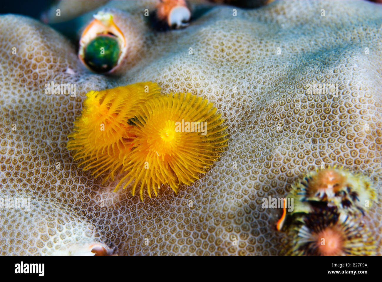 Worm coral reef tropical india aquatic marine island hi-res stock ...