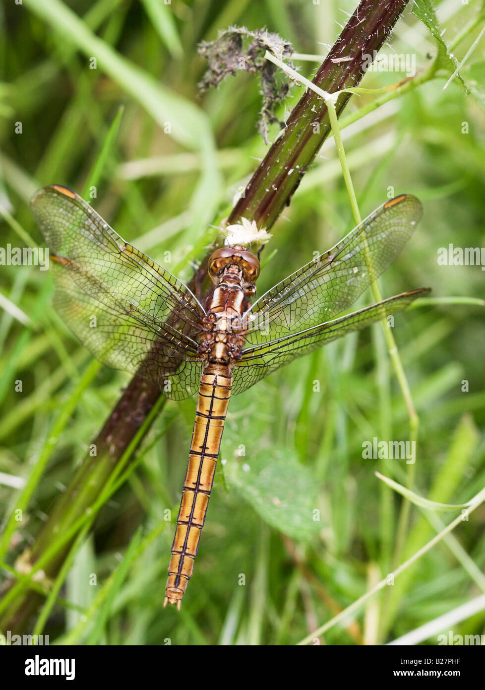 Common Darter Dragonfly Sympetrum striolatum on nettle stem Stock Photo ...