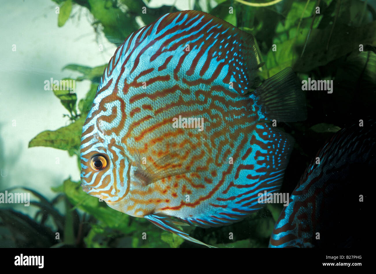 Symphysodon aequifasciata, discus, South America Cichlid Stock Photo ...