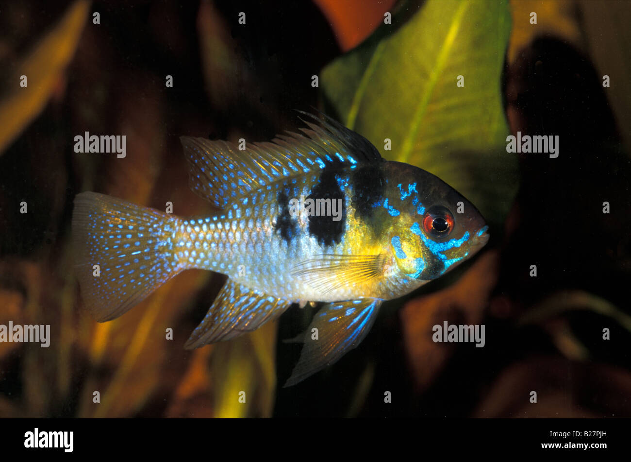 Microgeophagus ramirezi, Ram, South America Dward Cichlid Stock Photo ...