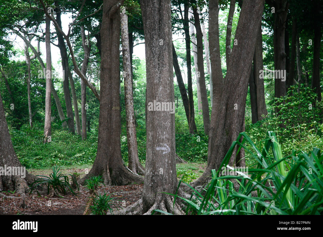 Andman island hi-res stock photography and images - Alamy