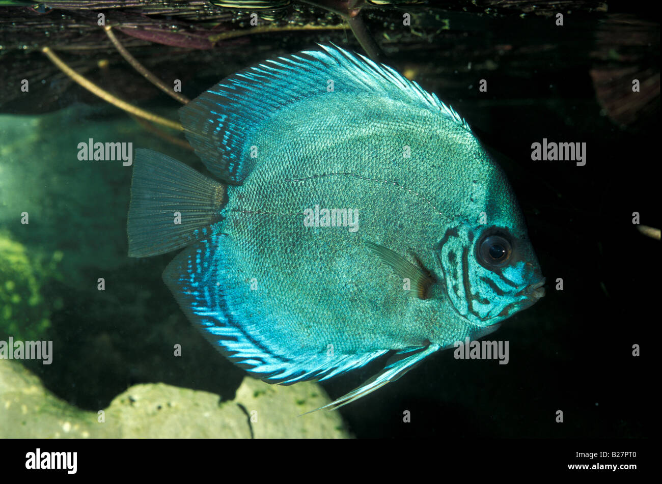 Symphysodon discus aequifasciata hi-res stock photography and images ...