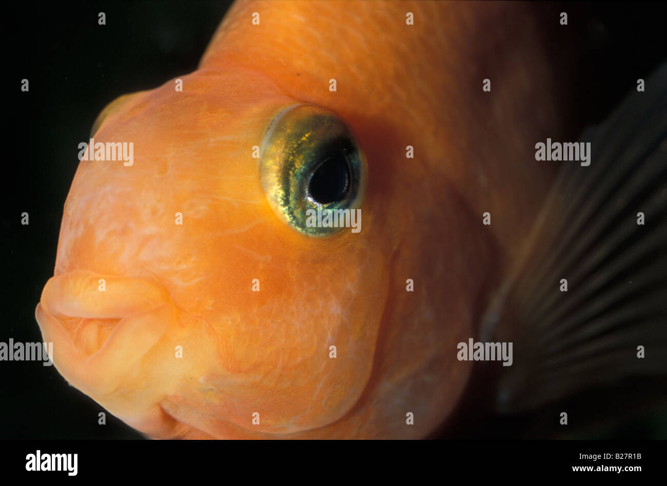 Red Parrot Cichlid, hybrid, freshewater fish Stock Photo - Alamy