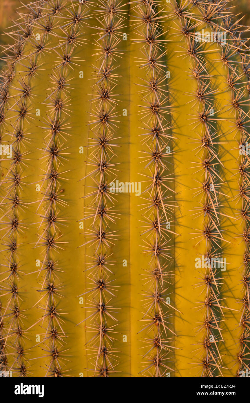 Saguaro cactus patterns Saguaro National Park Tucson Arizona Stock ...