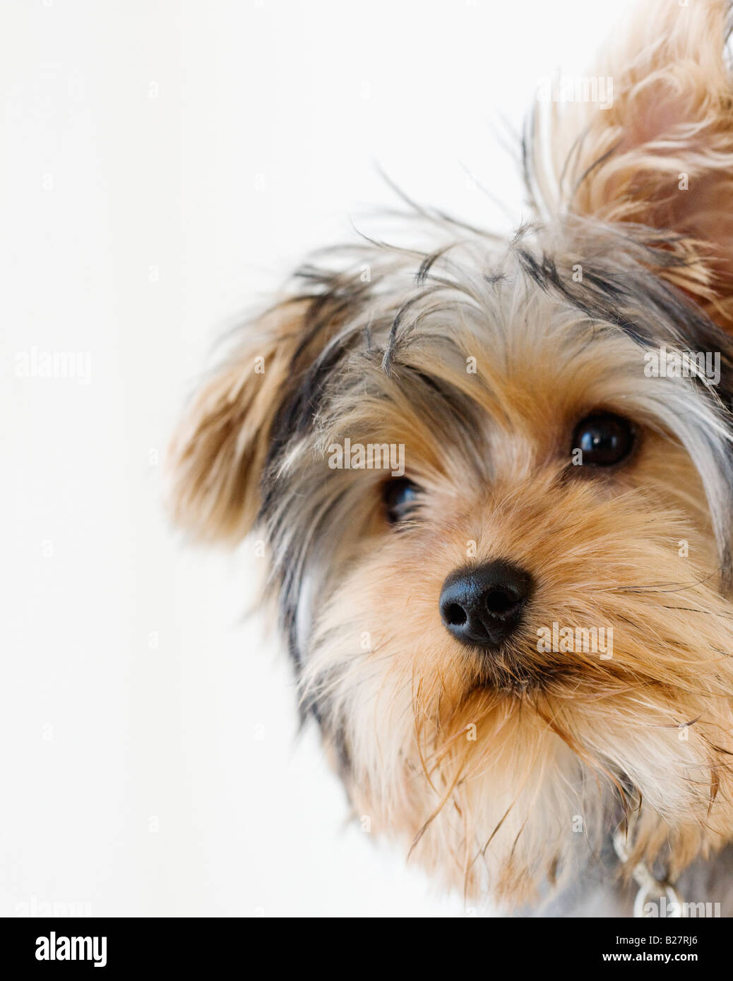 Doubtful dog hi-res stock photography and images - Alamy