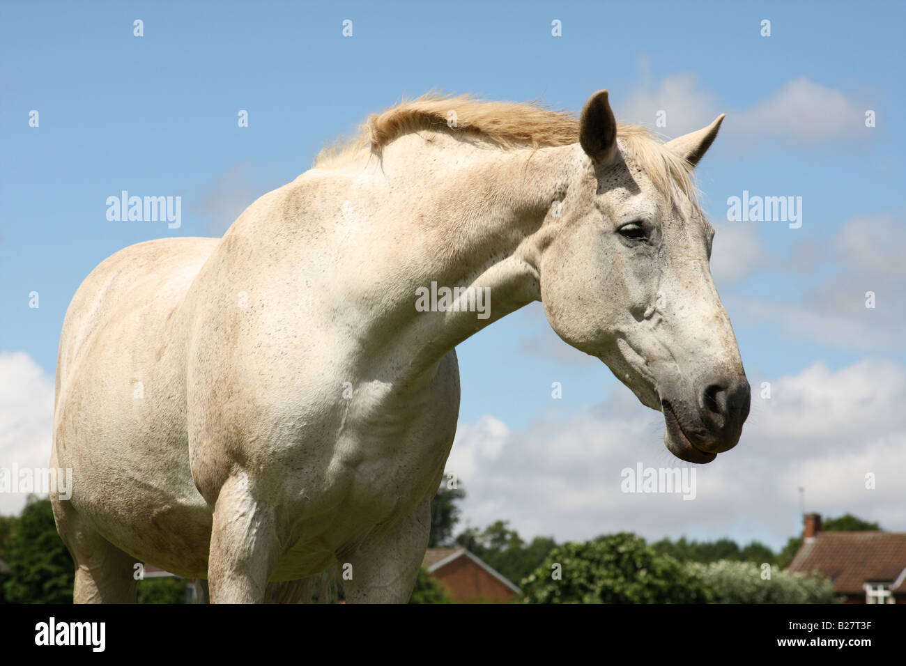 A horse in a paddock Stock Photo - Alamy