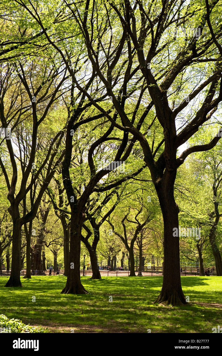 Trees in Central Park, New York, United States Stock Photo - Alamy
