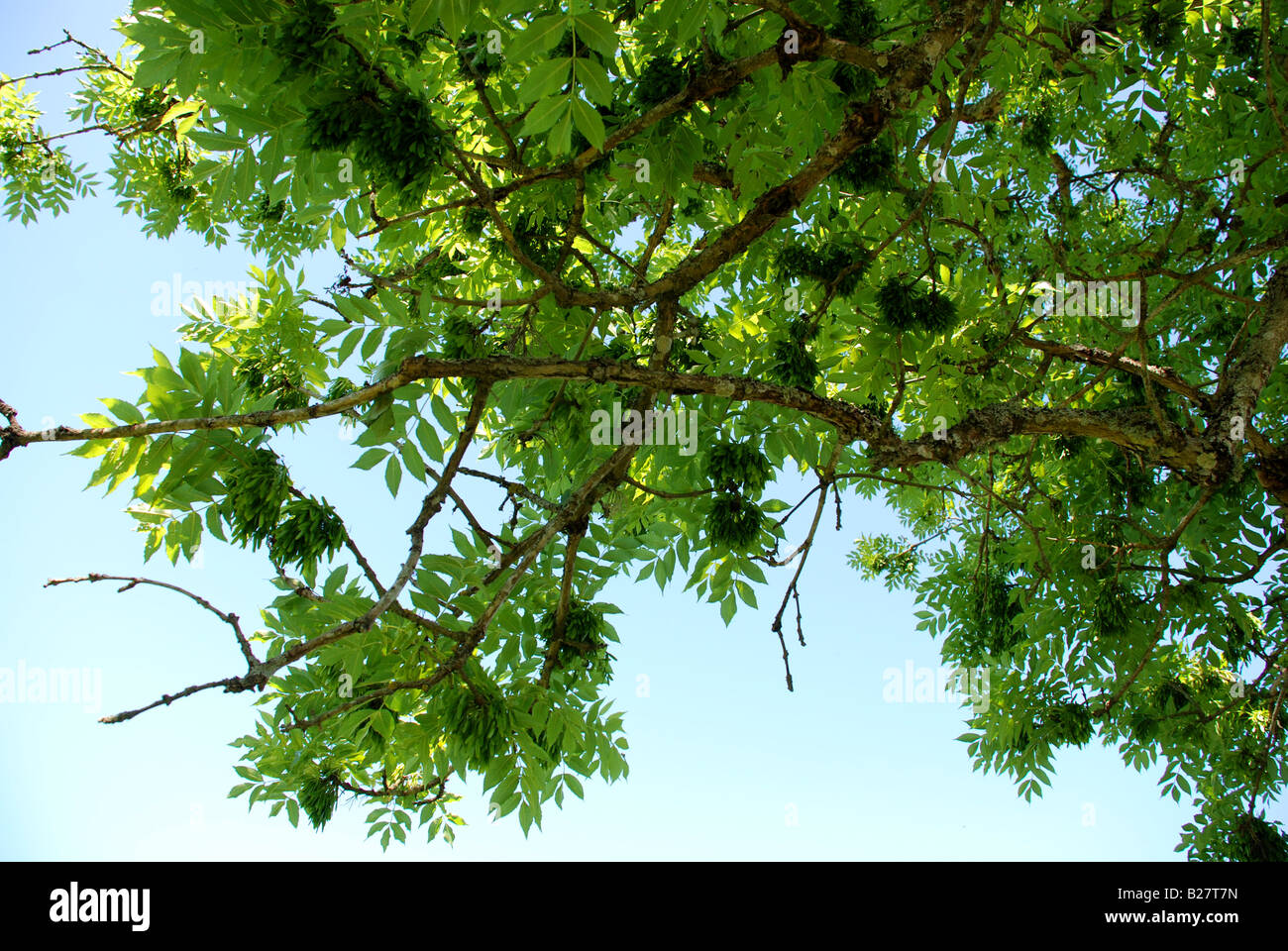 Cluster seeds hi-res stock photography and images - Alamy