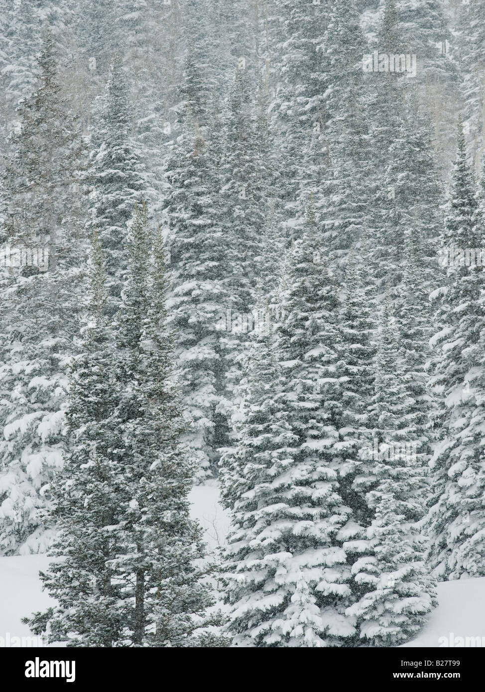 Snow covered mountains and trees hi-res stock photography and images ...