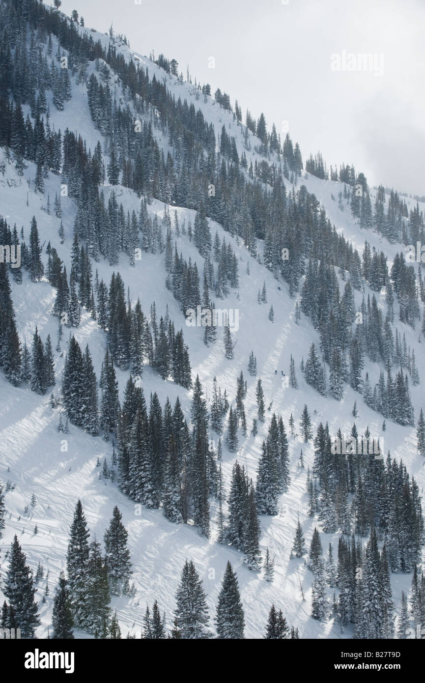 Snow covered trees on mountain, Wasatch Mountains, Utah, United States ...