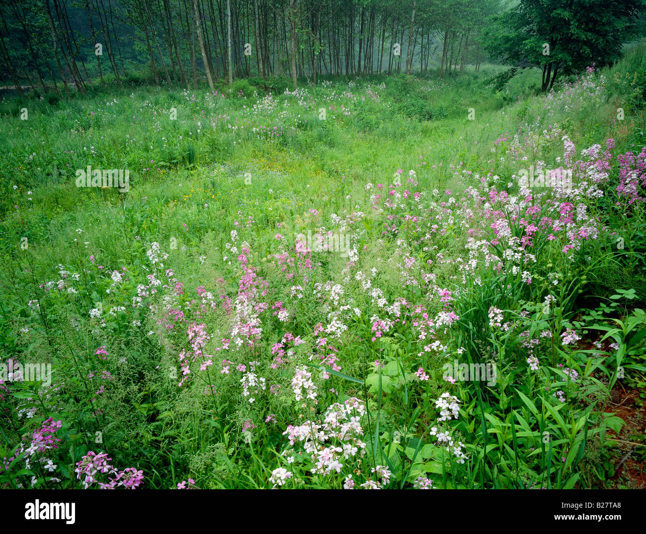 Pennsylvania wildflowers hi-res stock photography and images - Alamy