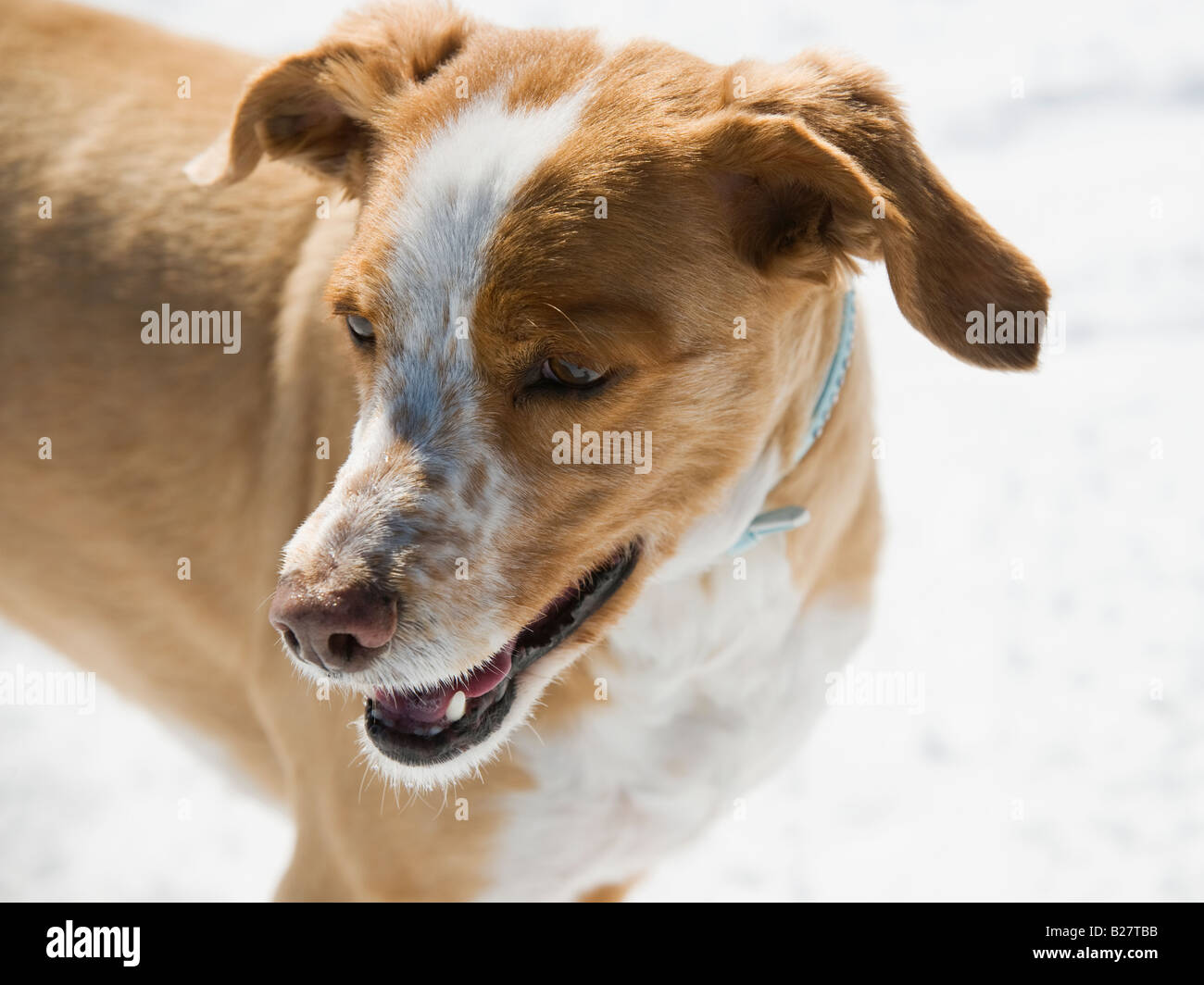 Close up of dog Stock Photo - Alamy