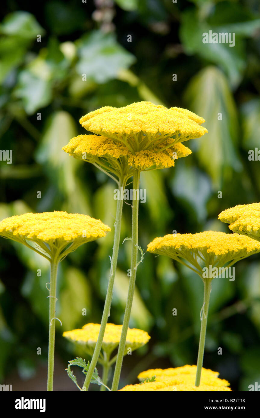 Achillea hi-res stock photography and images - Alamy