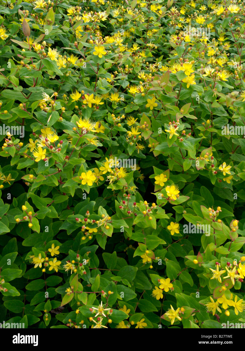 Hypericum inodorum hi-res stock photography and images - Alamy