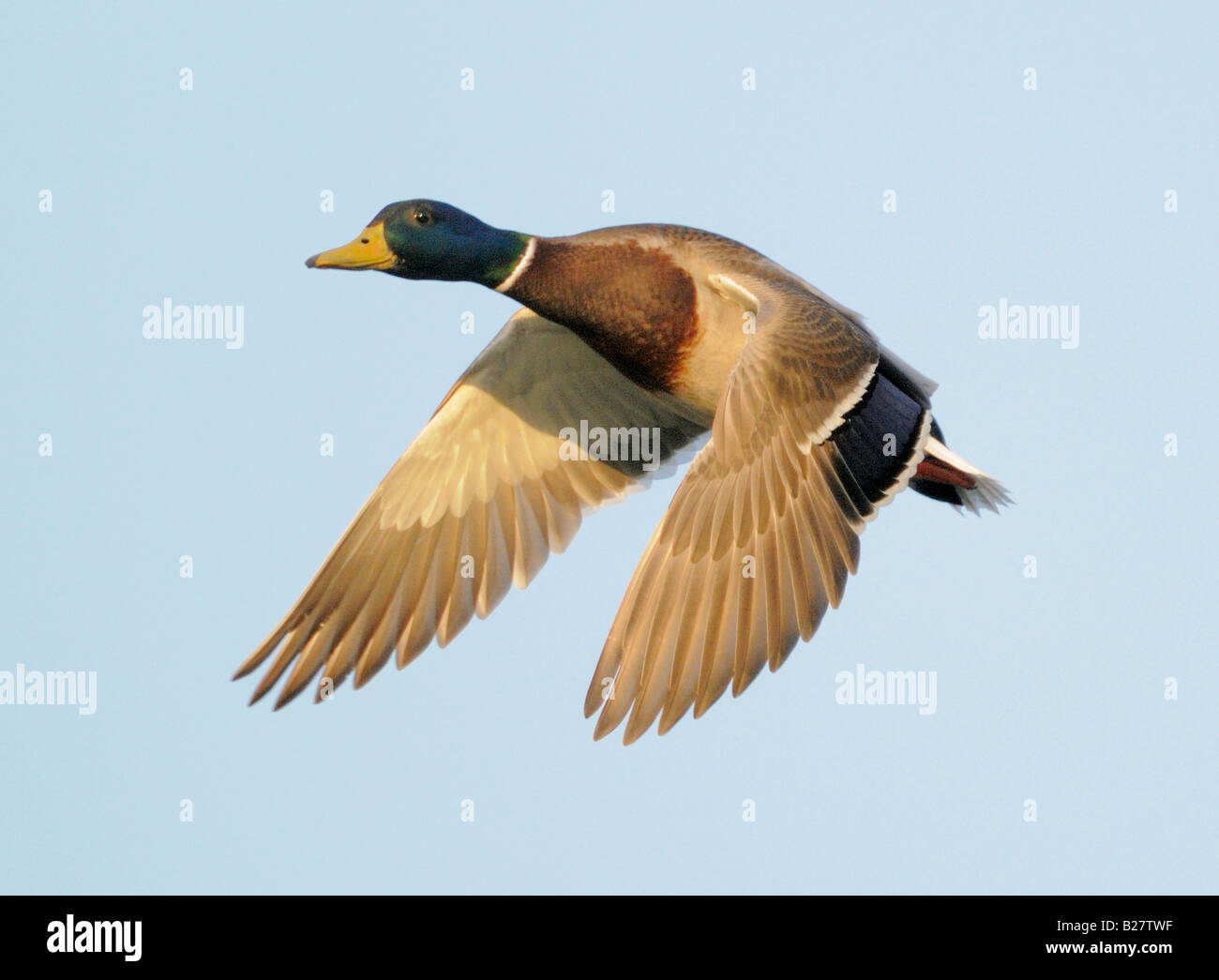 Male mallard flies hi-res stock photography and images - Alamy