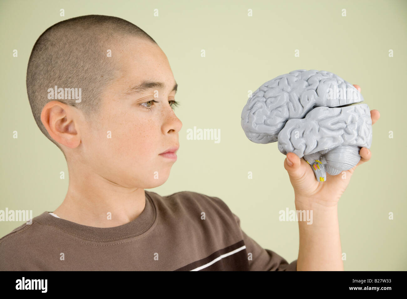 Boy looking at human brain model Stock Photo - Alamy