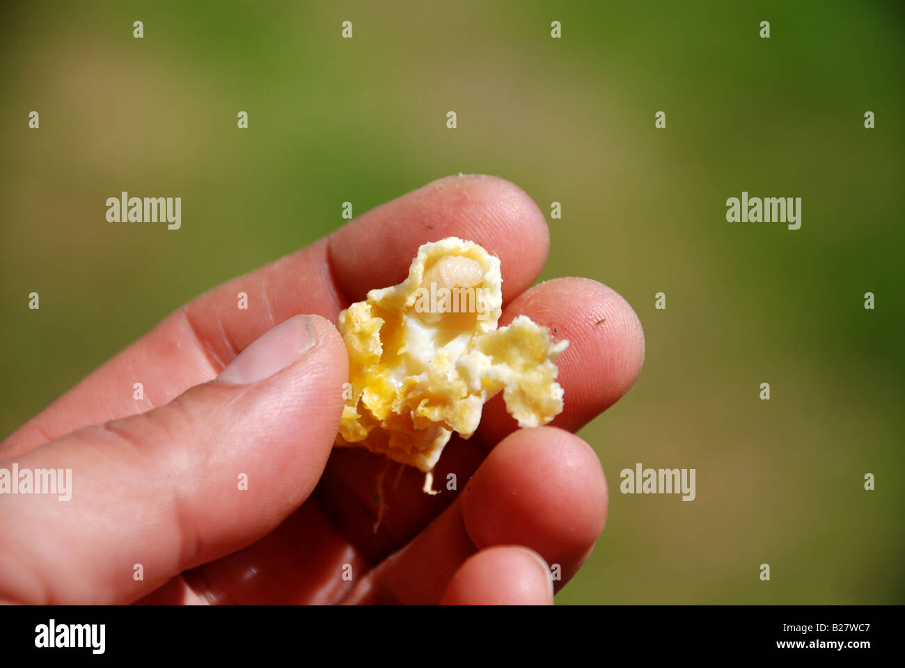 Queen larvae in a hand Stock Photo - Alamy
