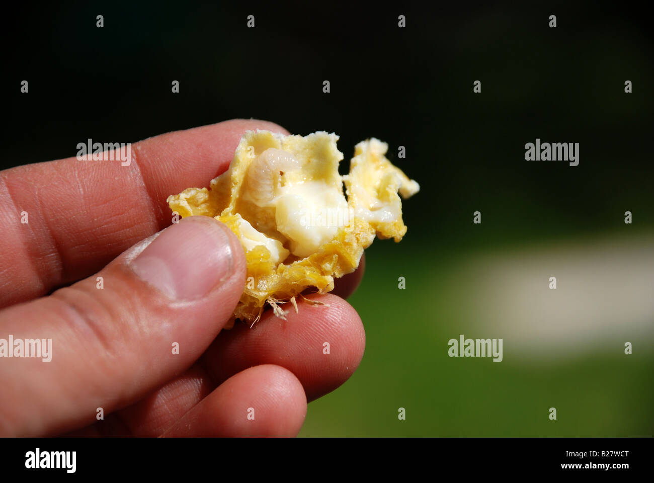 Queen larvae in a hand Stock Photo - Alamy