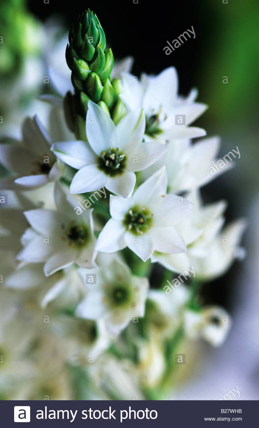 Ornithogalum Thyrsoides Chincherinchee Stock Photos & Ornithogalum ...