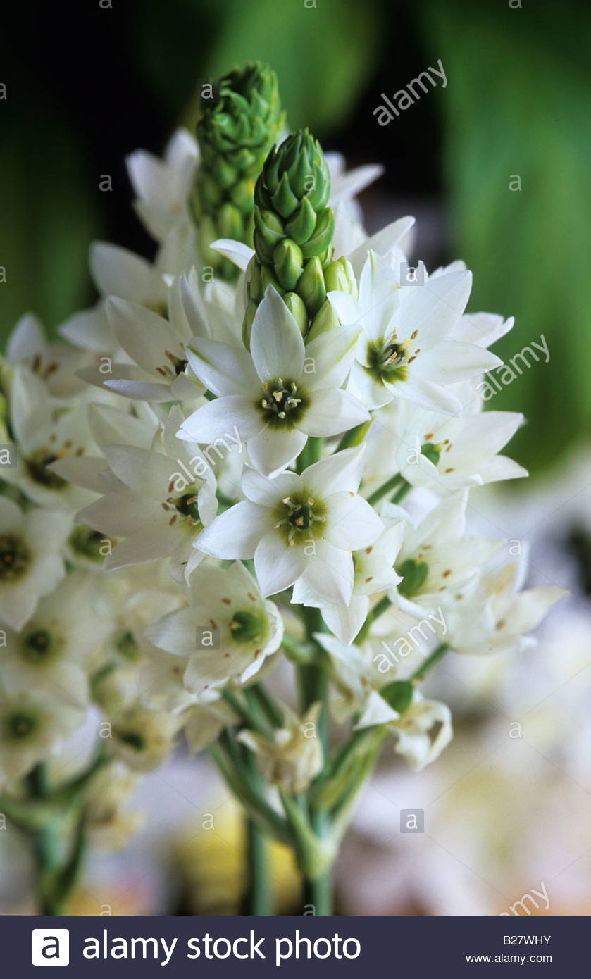 Ornithogalum Thyrsoides Chincherinchee Stock Photos & Ornithogalum ...