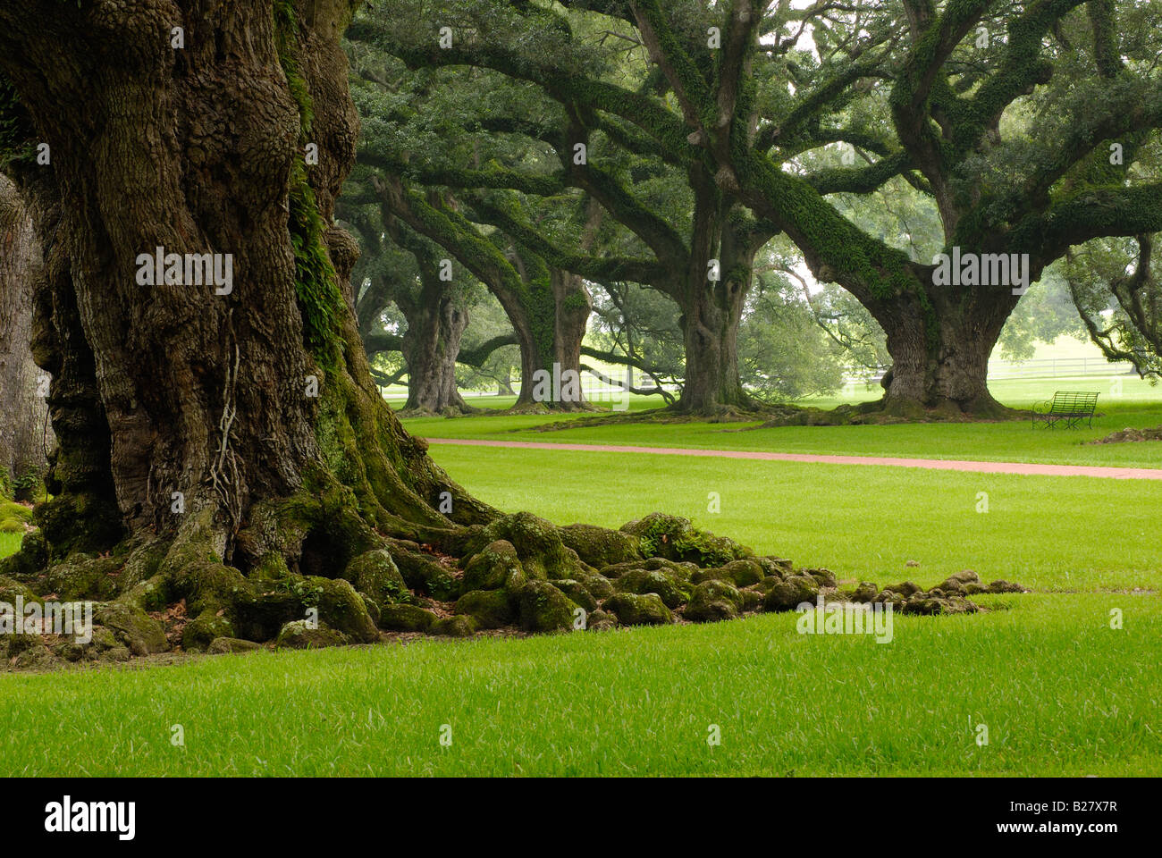An alley of oak trees with a path in between and a seating bench and ...