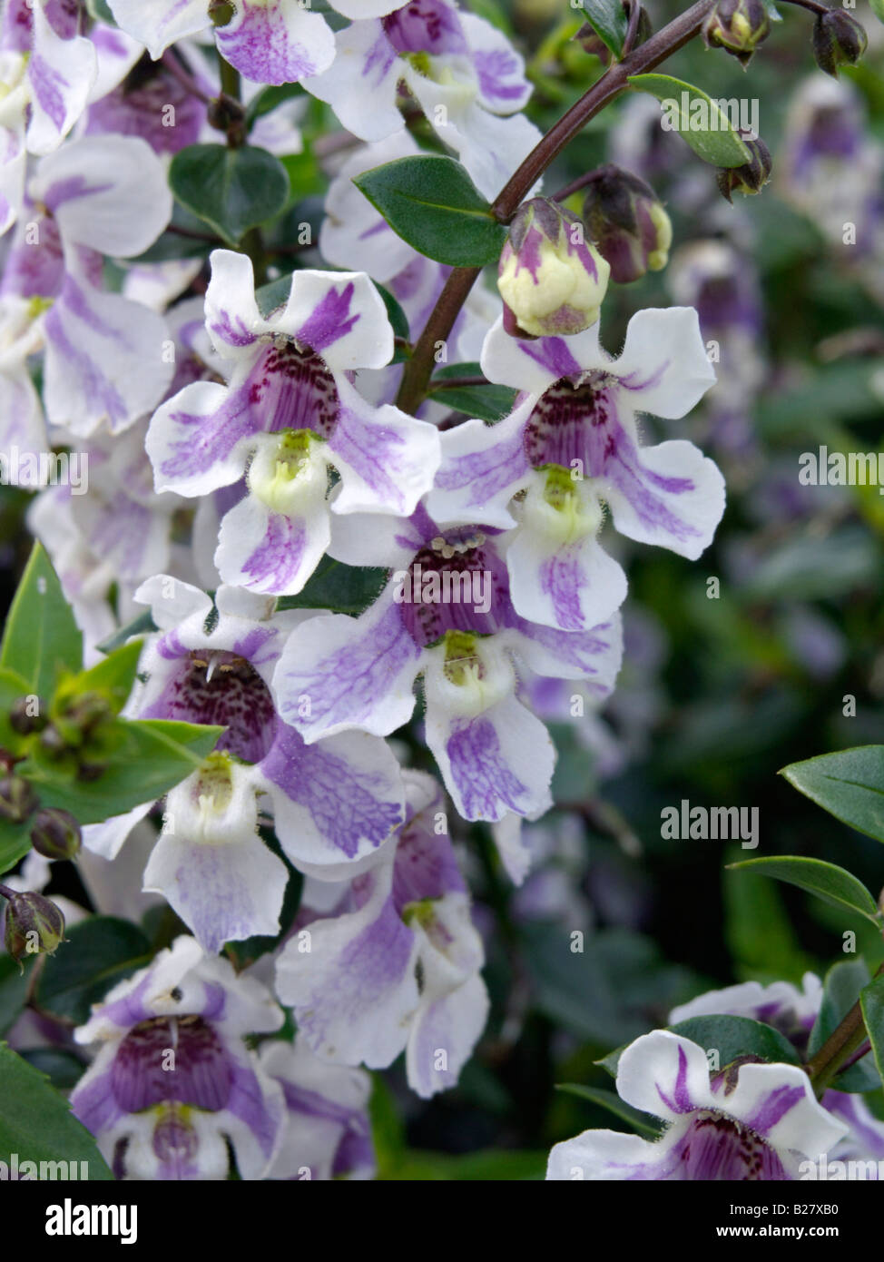 Angelonia angustifolia 'Angelmist Lavender Stripe' Stock Photo - Alamy