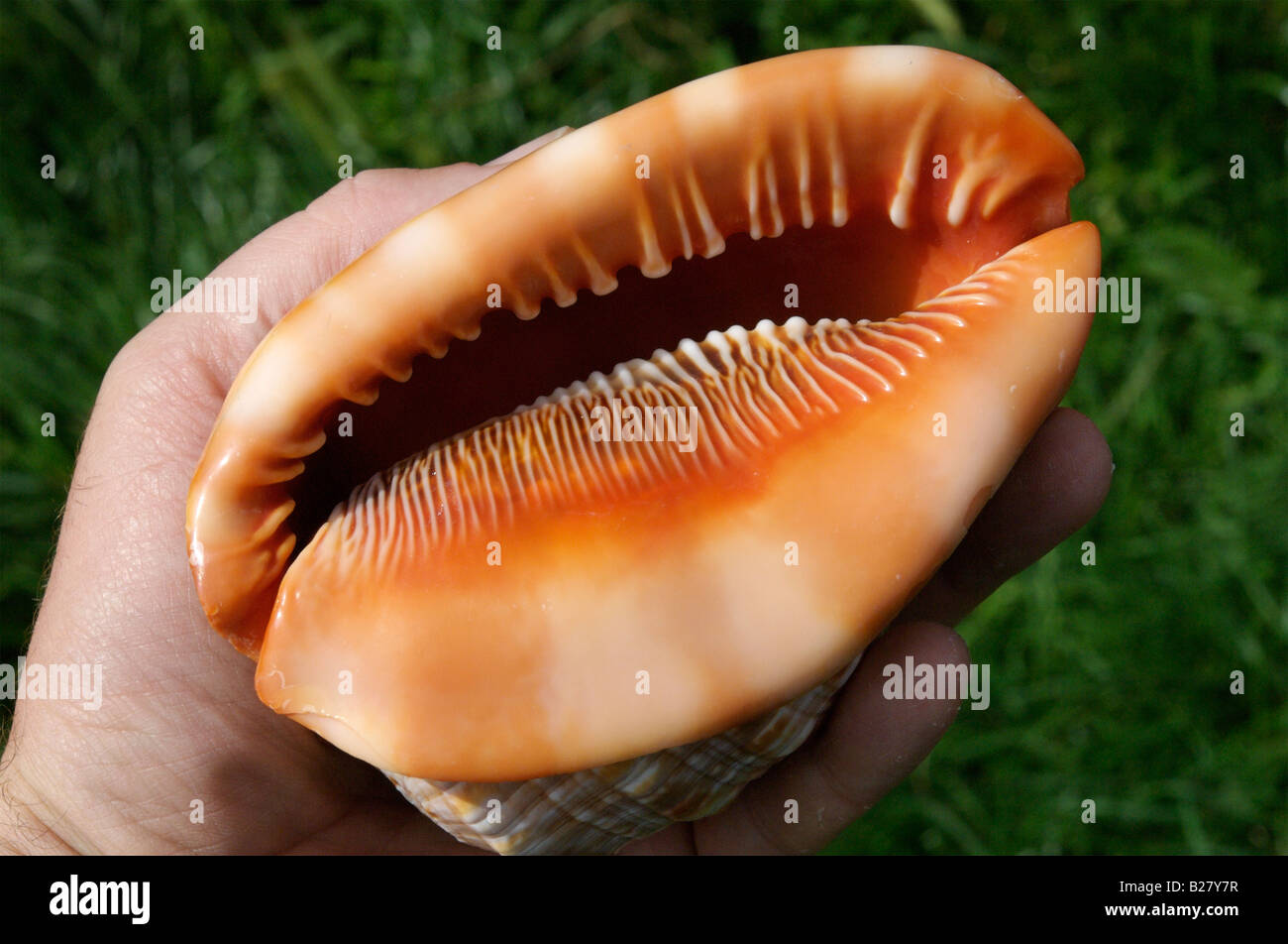 Seashell colors hi-res stock photography and images - Alamy