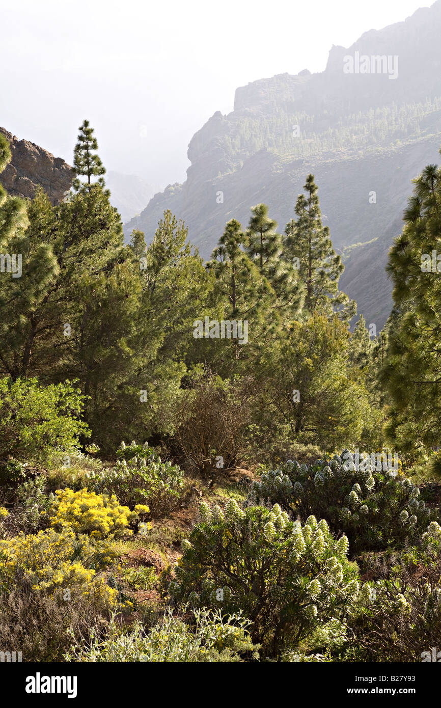 Landscape trees tree hi-res stock photography and images - Alamy