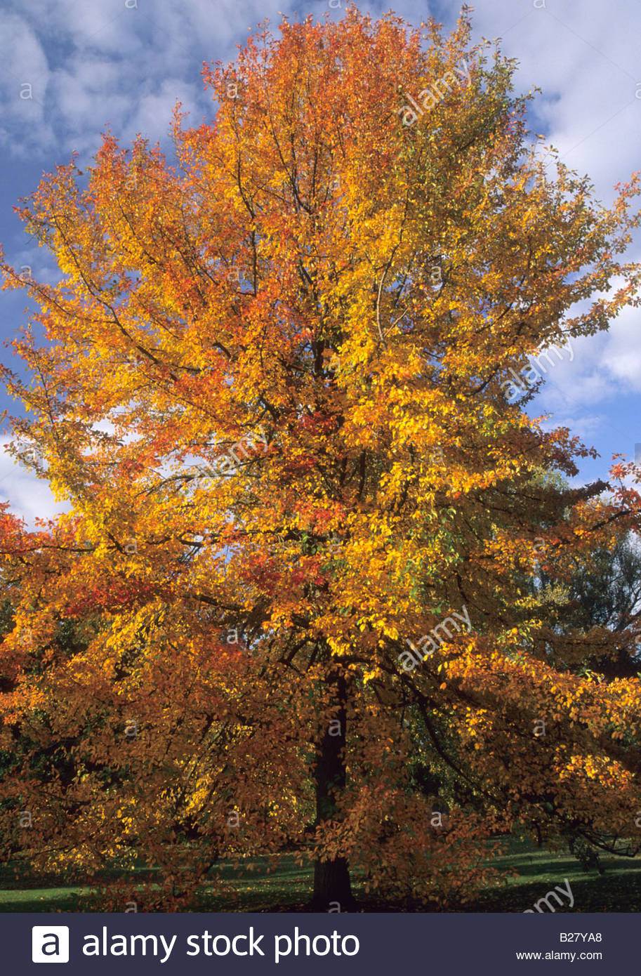 Autumn Nyssa Sylvatica Stock Photos & Autumn Nyssa Sylvatica Stock ...