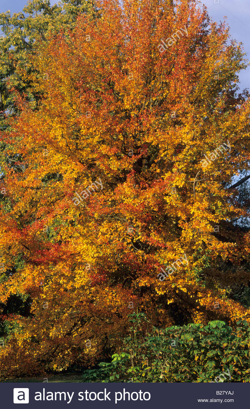 Autumn Nyssa Sylvatica Stock Photos & Autumn Nyssa Sylvatica Stock ...